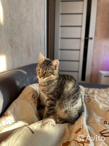 Котик Тигр