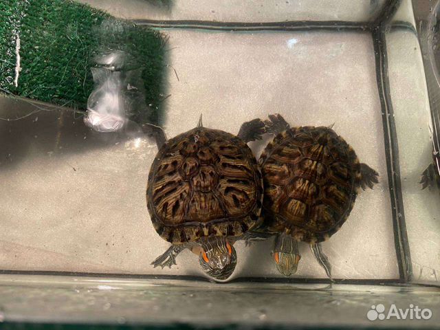 Черепахи и террариум