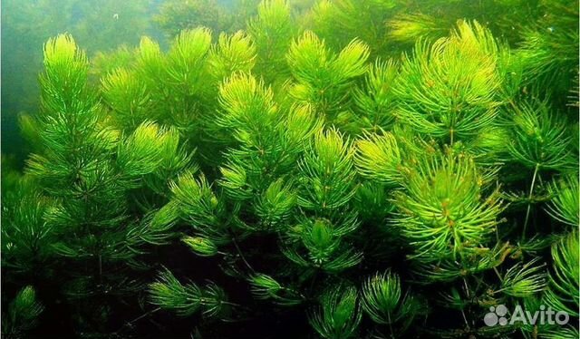 Роголистник пушистое аквариумное растение