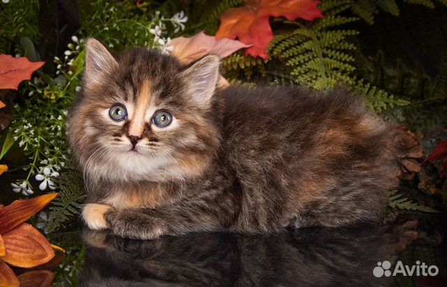 Котята. Курильский бобтейл. Питомник