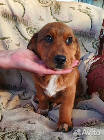 Мишенька ищет дом