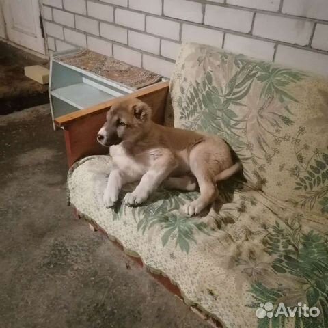 Средне азиатская овчарка