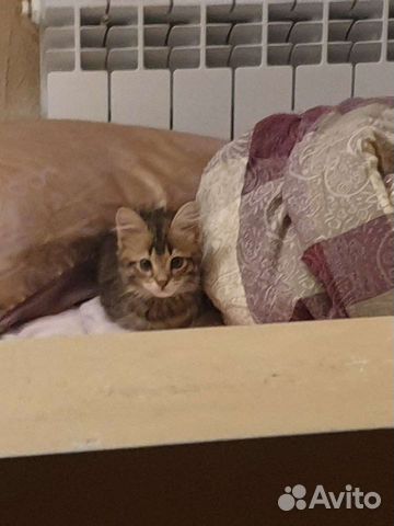 Котенок девочка