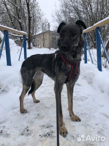 Собака в добрые руки