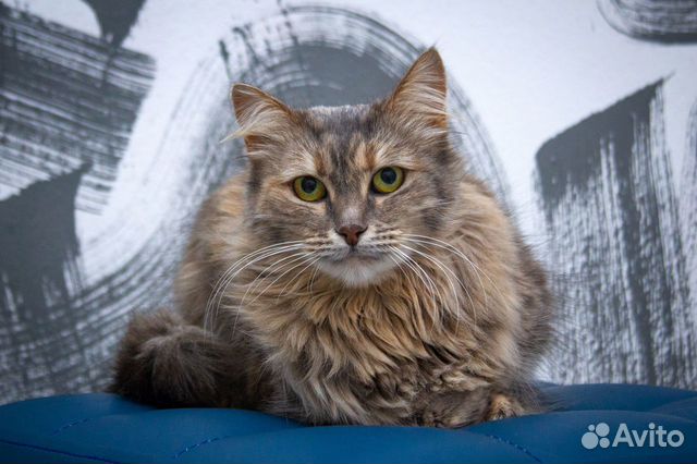 Нежная кошка Тая (Таисия) ищет свою семью