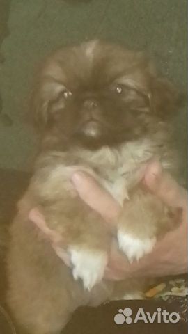 Щенки Пекинеса