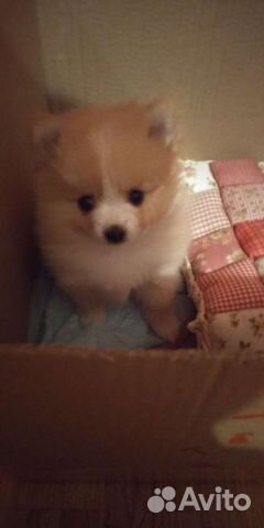 Щенки шпица