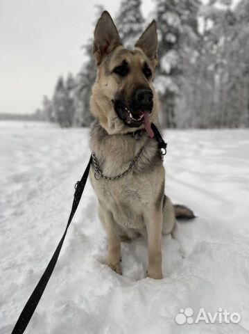 Восточноевропейская овчарка
