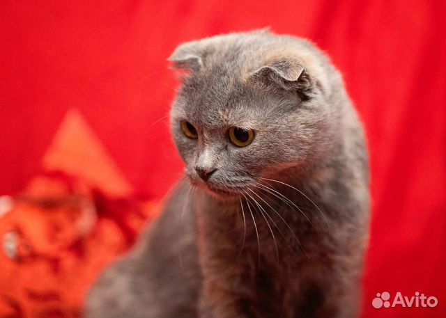 Элионора ищет ответственного хозяина