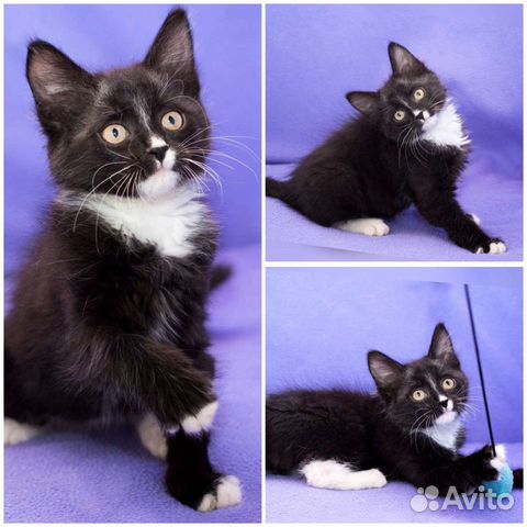 Пушистый котёнок девочка 2мес в дар