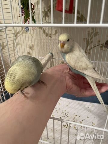 Волнистые попугайчики