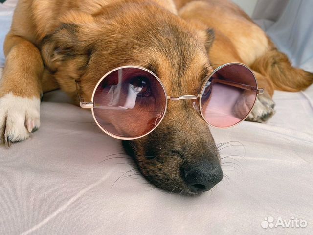 Собака