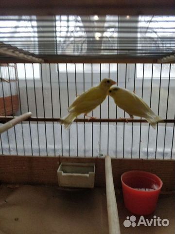 Канарейки самки