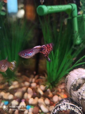 Гуппи бесплатно