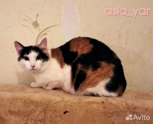Кошку выгоняют наследники