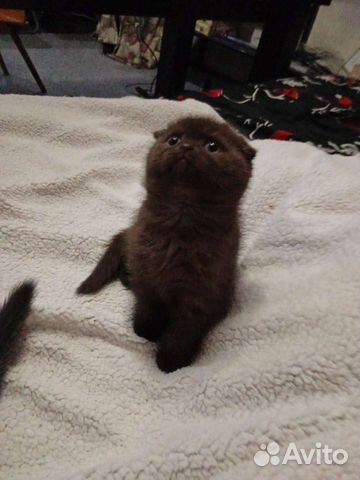 Шотландские вислоухие котята