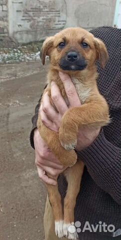 Щенок в добрые руки