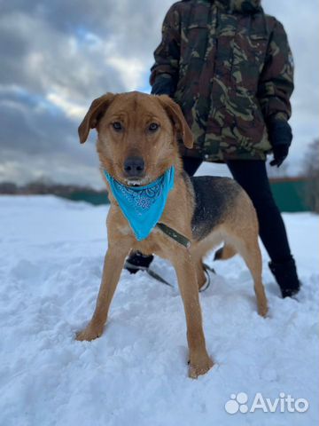 Собака ищет родителей с теплым домом