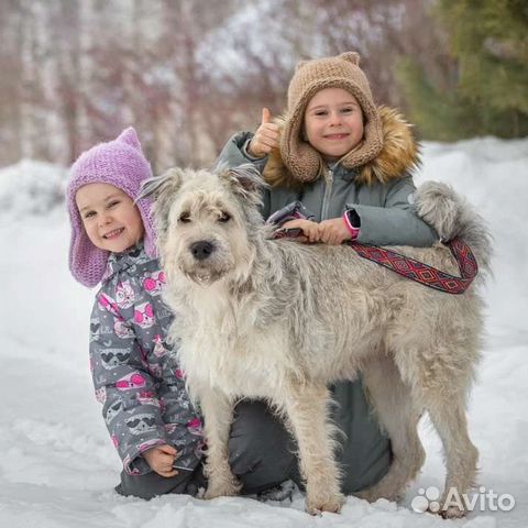Собака в добрые руки