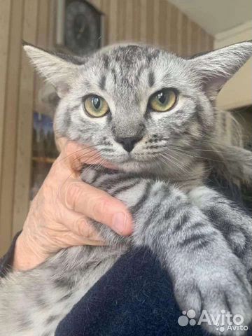 Кошка