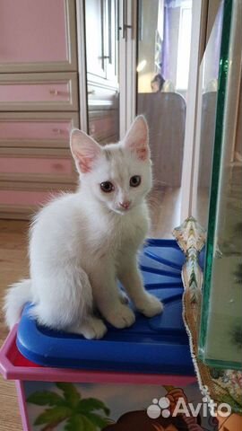 Кошечка турецкой ангоры в добрые руки