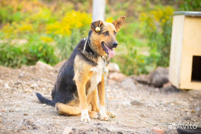Умная собака в добрые руки