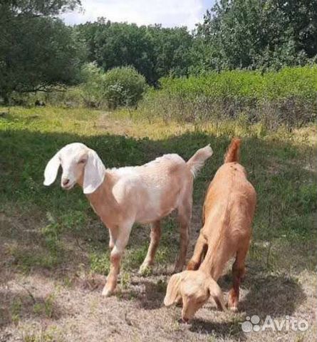 Нубийские козочки под покрытие