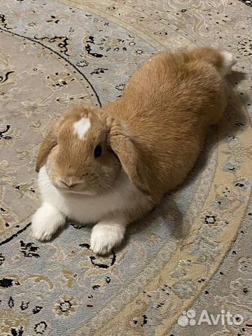 Кролик баран вислоухий
