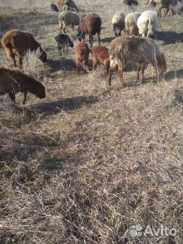 Овцы эдильбай котные