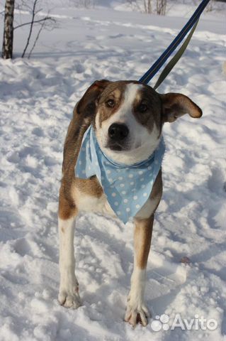 Собака в добрые руки. Мудрый Азор ищет семью