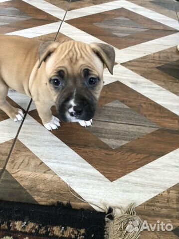 Щенята стаффорда