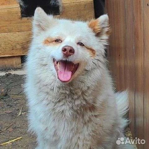 Пёсик ищет свой дом