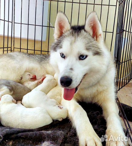 Белоснежные, голубоглазые хасята