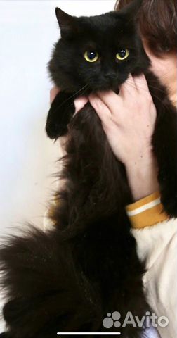 Кошка чудесная