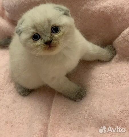 Шотландский котенок (мальчик)