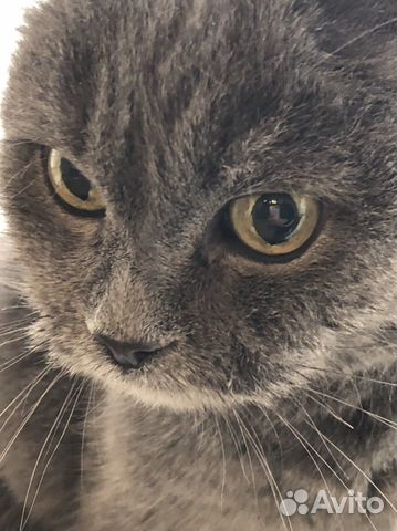 Британская