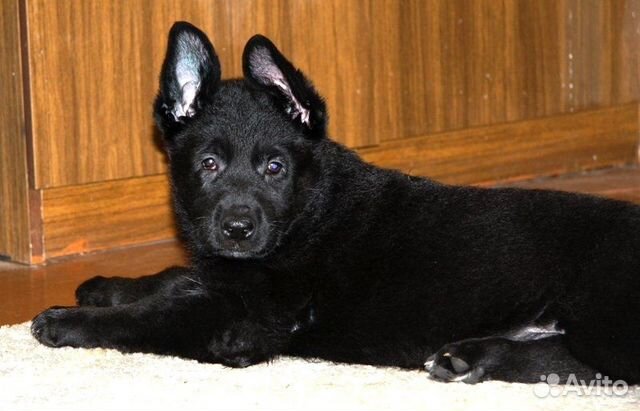 Щенок Немец с родословной