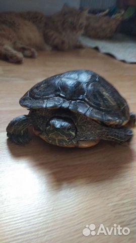 Красноухая черепаха большая