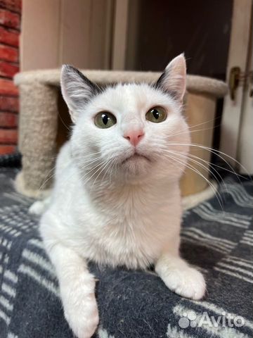 Кошечка Мия 1,5 года