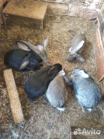 Кролики великаны