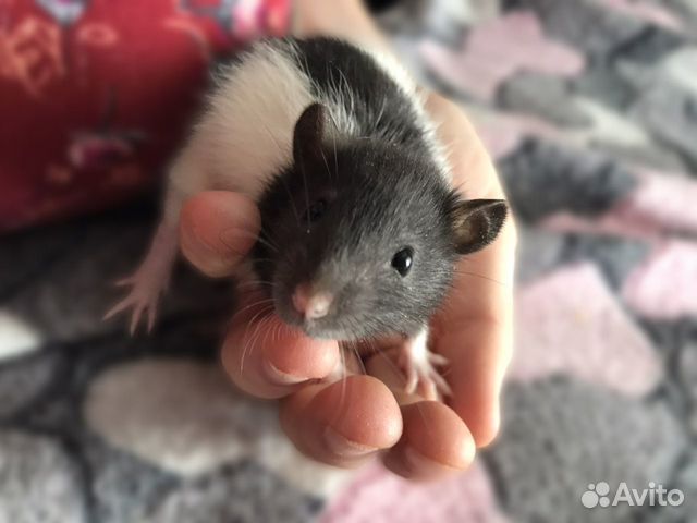 Ручные крысы