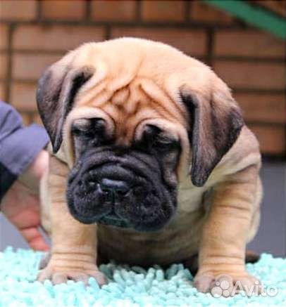 Рыжая и очень красивая девочка бульмастиф