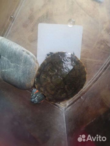 Красноухая черепаха бесплатно