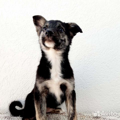 Щеночек в добрые руки