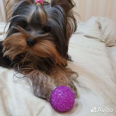 Йоркширский терьер щенки