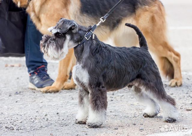 Цвергшнауцер вязка