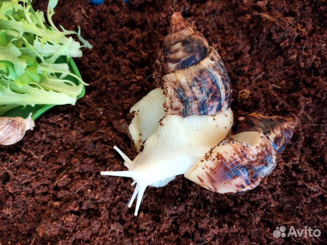 Улитки ахатины в дар вместе с контейнерами и корм