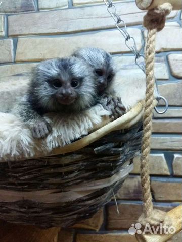 Обезьянка малыш