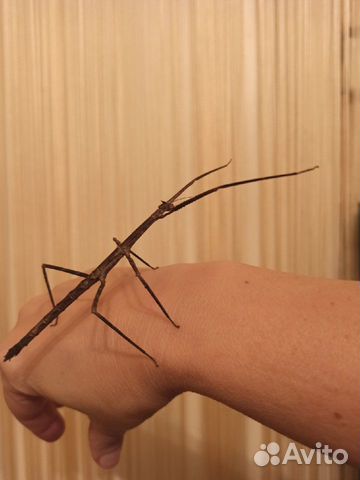 Живые веточки