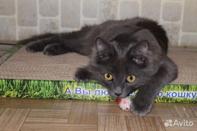 Котёнок мальчик